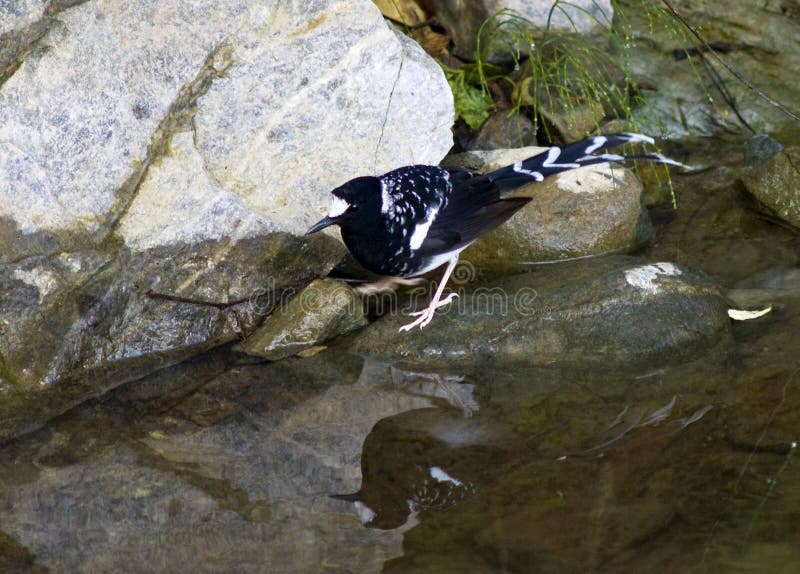 Gevlekte Vorkstaart, Spotted Forktail, Enicurus Maculatus Stock Photo ...