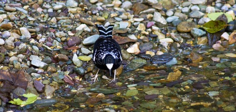 Gevlekte Vorkstaart, Spotted Forktail, Enicurus Maculatus Stock Image ...