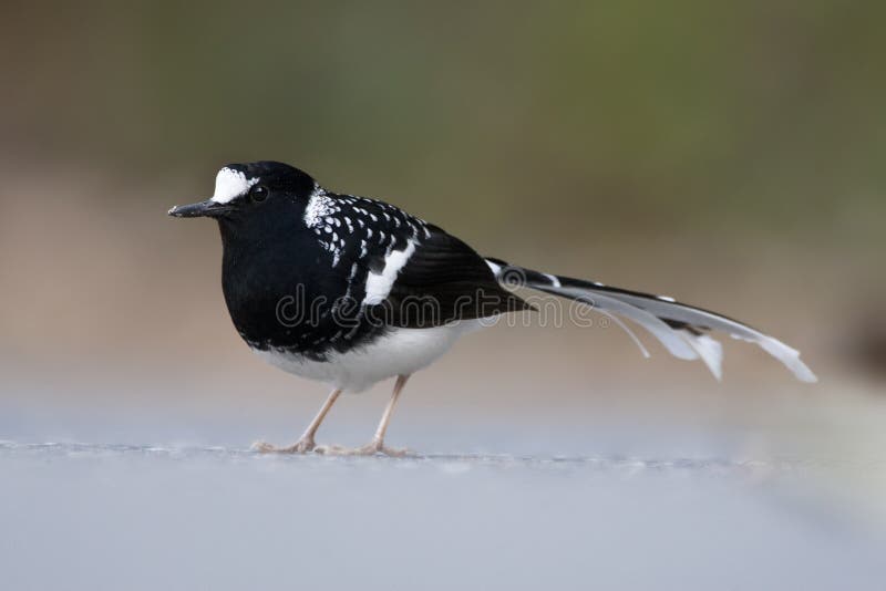 Gevlekte Vorkstaart, Spotted Forktail, Enicurus Maculatus Stock Photo ...