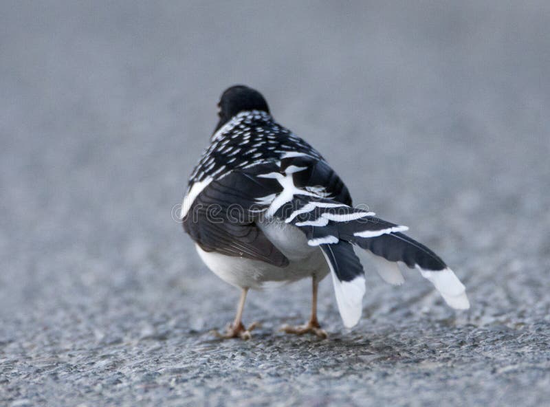 Gevlekte Vorkstaart, Spotted Forktail, Enicurus Maculatus Stock Image ...