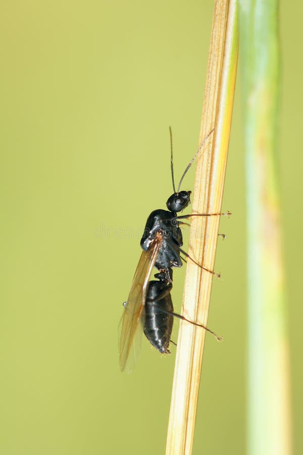 Gevleugelde Mier stock foto. Image of dier, insect, mier - 43854278