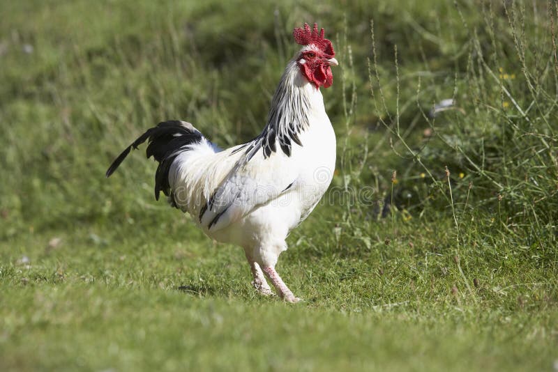 Gevogelte in Boerenerf stock afbeelding. Image of vrij - 9387879