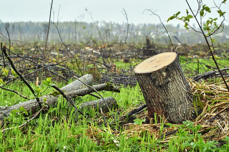 Gevolgen Van Ontbossing in Berg Stock Afbeelding - Image of klimaat ...