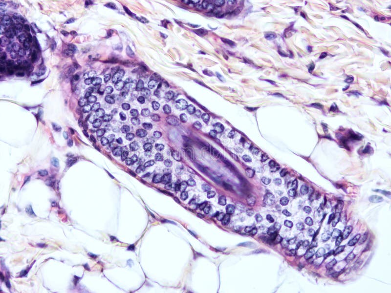 Gewebelehre Des Menschlichen Gewebes Stockbild - Bild von forschung ...