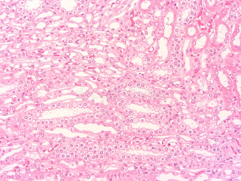 Gewebelehre Des Menschlichen Gewebes Stockbild - Bild von gewebe ...