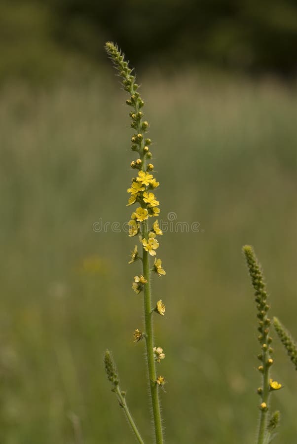 Gewone agrimonie stock image. Image of eupatoria, agrimony - 129026787