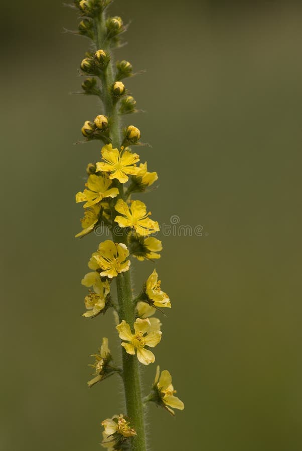Gewone agrimonie stock image. Image of agrimonia, agrimony - 129026899