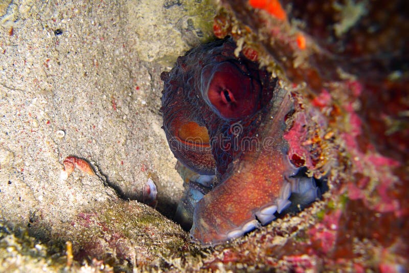 Gewone Octopus in De Filipino-zee 2122011 Stock Foto - Image of diep ...