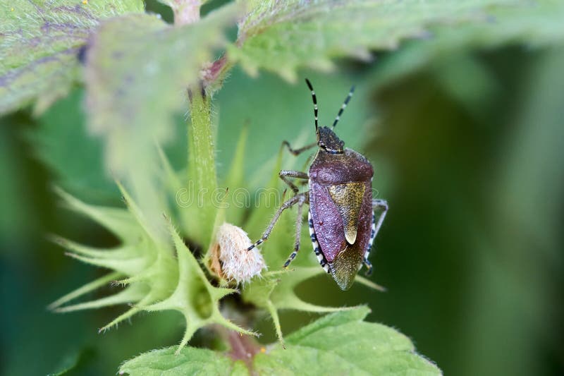 Gewone Shieldbug Op Het Blad Stock Afbeelding - Image of vijfde ...
