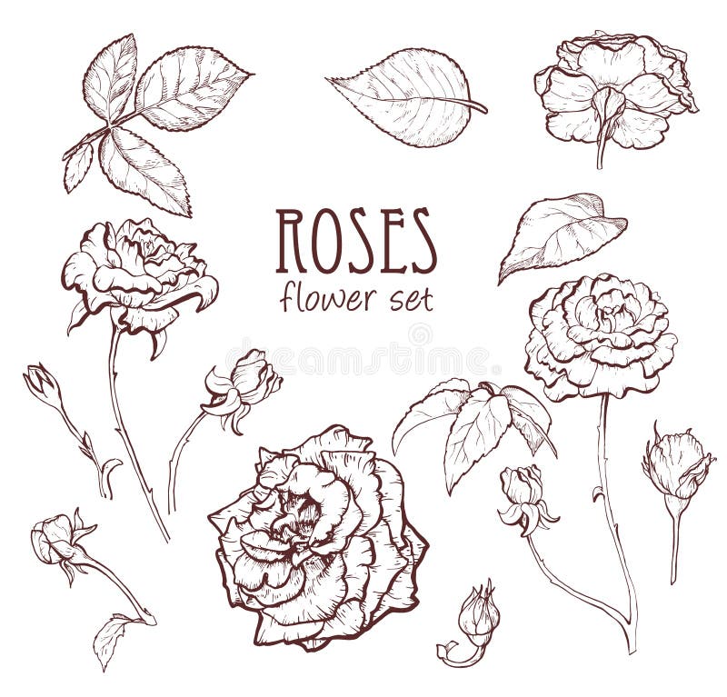 Gezeichnete Illustration Rose Hand Vektor Abbildung - Illustration von ...