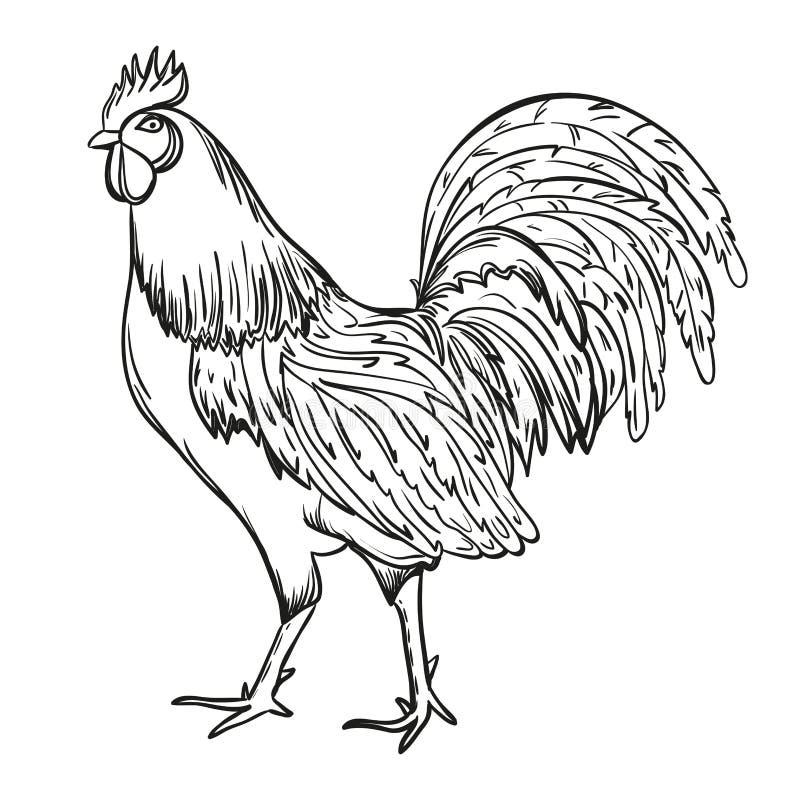 Gezeichnete Vektorillustration Des Hahns Hand Vektor Abbildung ...