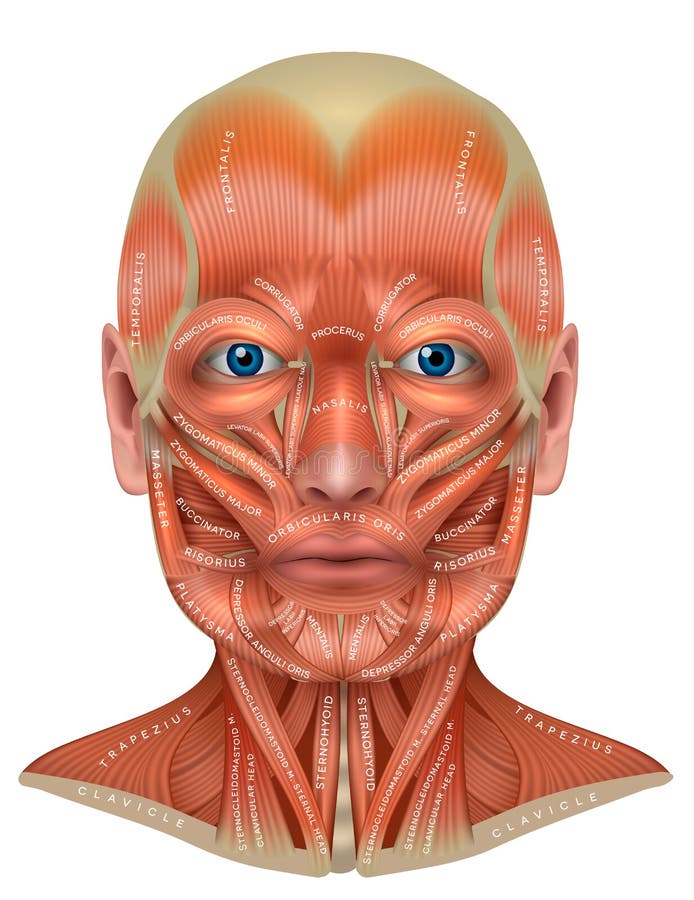 Gezicht en hals vector illustratie. Illustration of ontwerp - 124780948