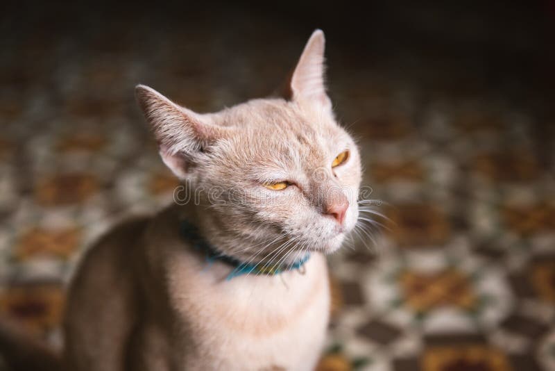 Lichtbruine Kat Met Boos Gezicht Op Witte Achtergrond Stock Foto ...