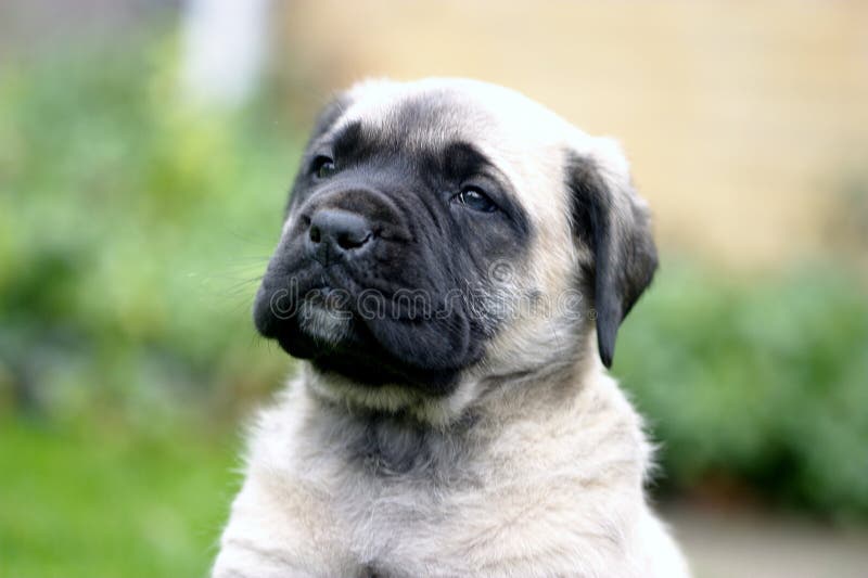 Gezicht Van De Engelse Mastiff Stock Foto - Image of metgezel, stier ...