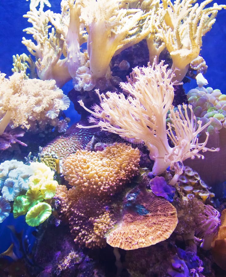 Kleurrijk Koraalrif Met Exotische Vissen Bij De Bodem Van Rode Overzees ...