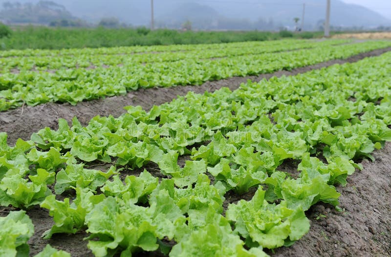 Hogere Mens die Sla plant stock foto. Image of biotechnologie - 22094526