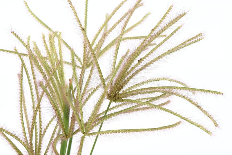 GEZWELD VINGERgras stock foto. Image of onkruid, bloei - 35122494