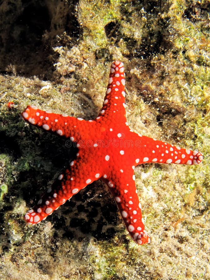 Gghardaqa sea star stock photo. Image of white, aquatic - 11688972