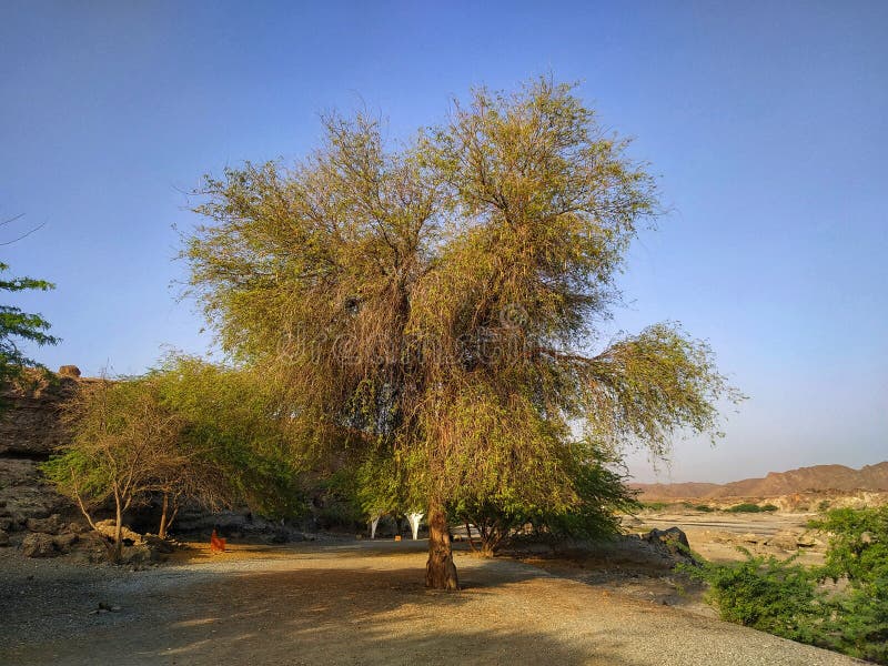 Ghaf Desert Tree in a Wadi, Muscat, Oman Stock Image - Image of desert ...