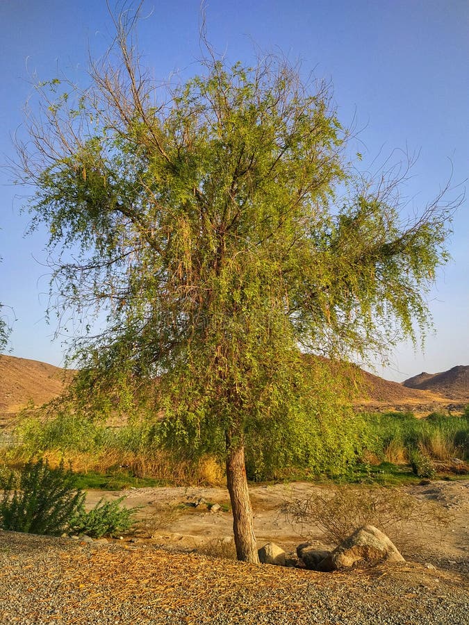 Ghaf (Mesquite Arabic Tree) in a Wadi, Muscat, Oman Stock Photo - Image ...