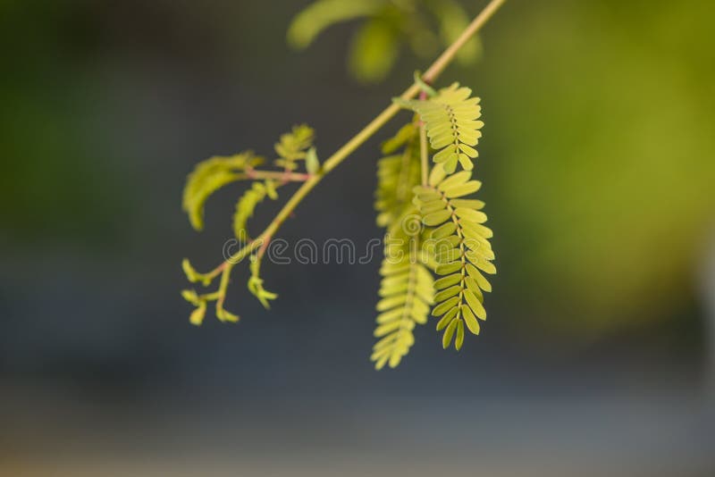 Ghaf desert trees stock photo. Image of east, wadi, nature - 185340906