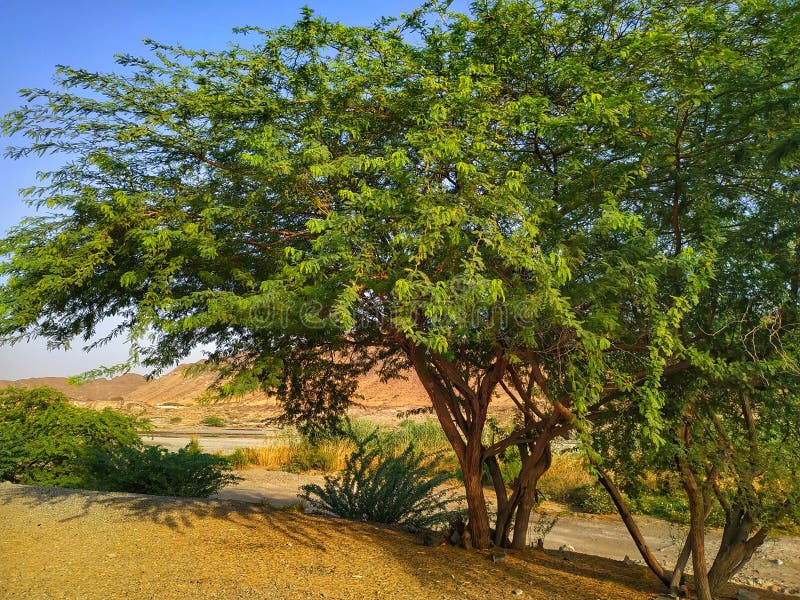 Mesquite Trees in a Wadi, Muscat, Oman Stock Photo - Image of mountain ...