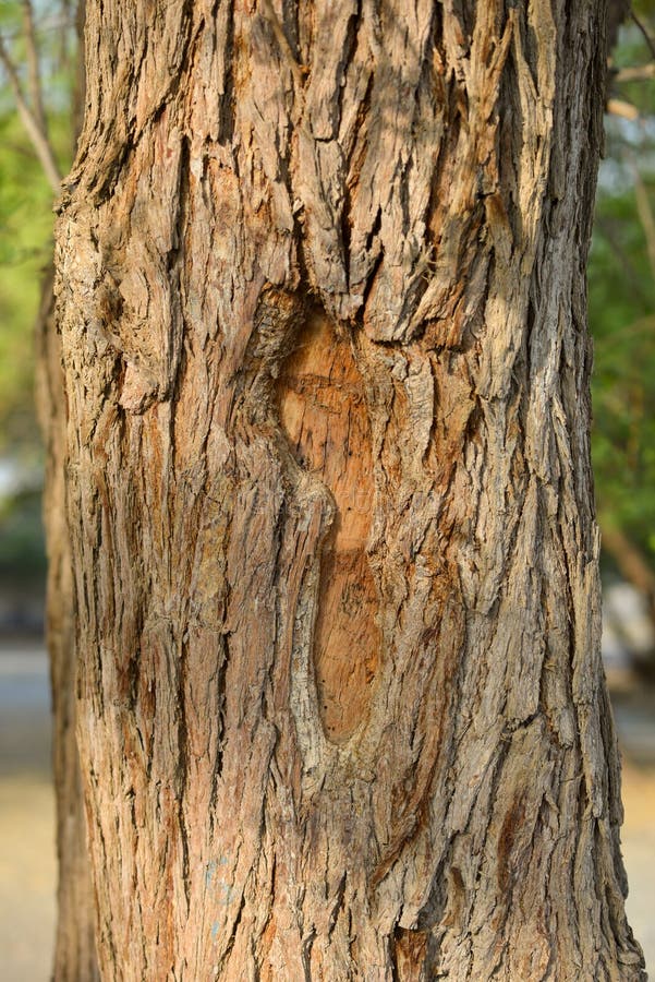 Ghaf Desert Tree Trunk, Muscat, Oman Stock Image - Image of tree, flora ...