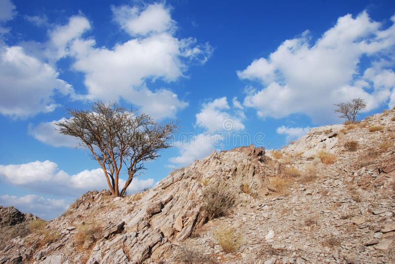 A ghaf tree stock photo. Image of outdoor, heat, middle - 28750238
