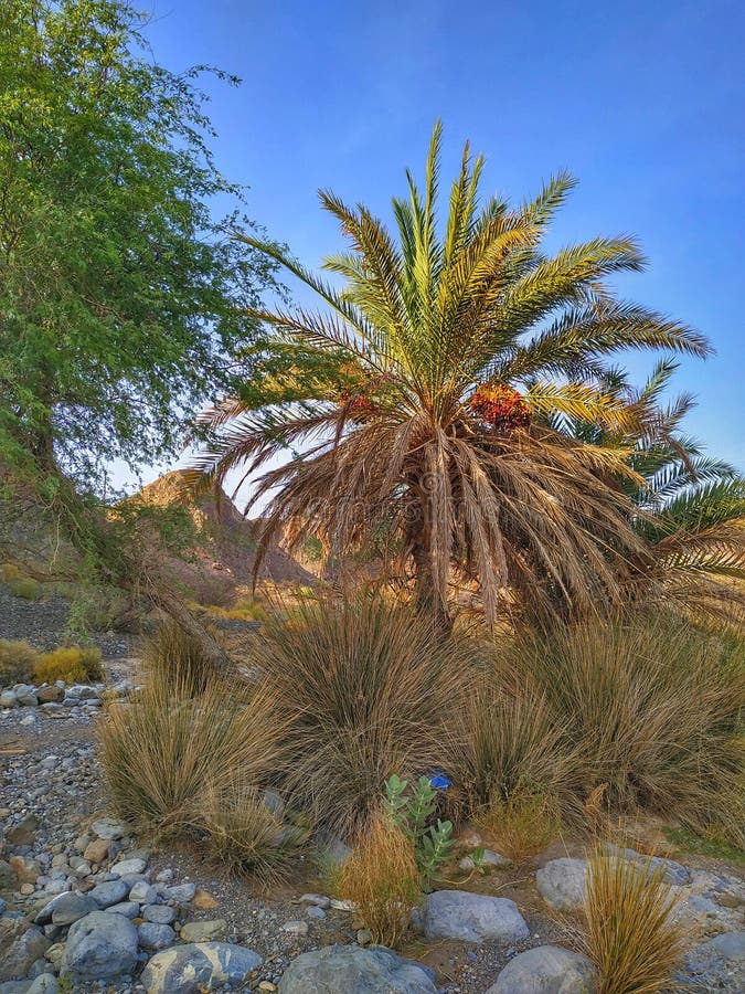 Ghaf Tree and Date Palm Tree Stock Image - Image of garden, leaf: 188215799