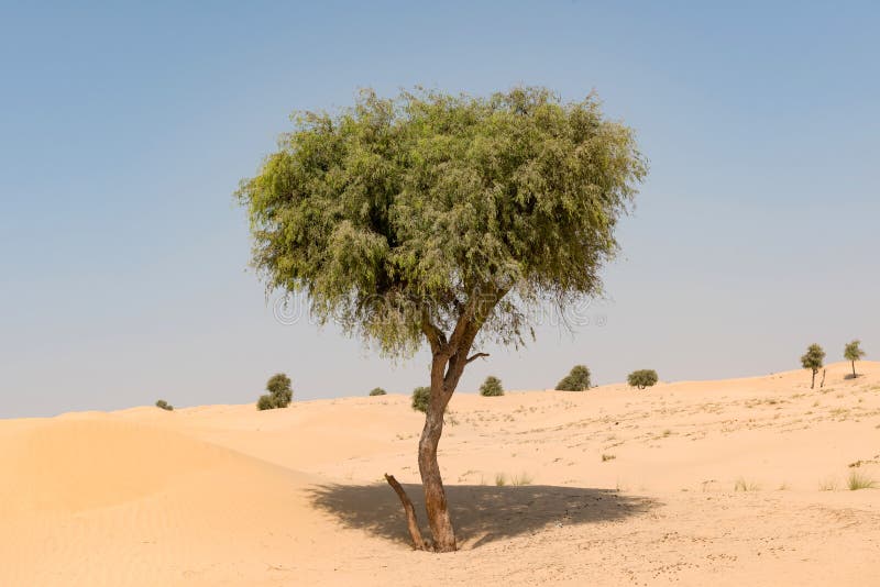 Ghaf Tree in Desert Landscape with Blue Sky Stock Image - Image of ...