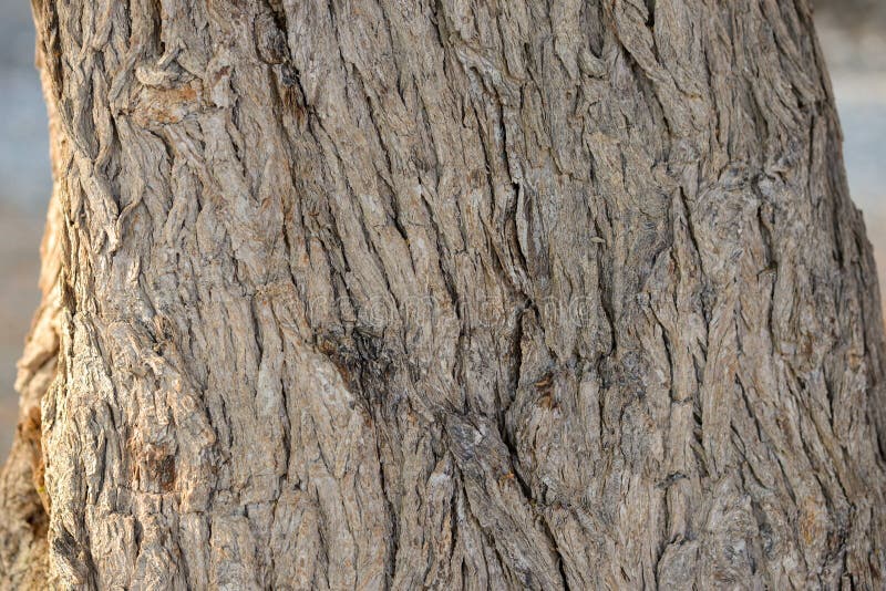 Ghaf Tree Trunk, Muscat, Oman Stock Photo - Image of tree, trunk: 187378892