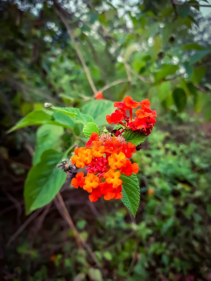 Ghaneri Flower Stock Photos - Free & Royalty-Free Stock Photos from ...