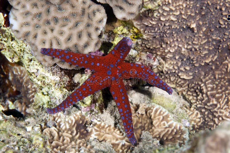 Ghardaqa sea star stock image. Image of hardcoral, tropical - 7495697
