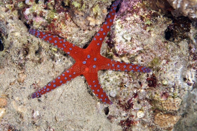Ghardaqa sea star stock photo. Image of bright, tropical - 11435520