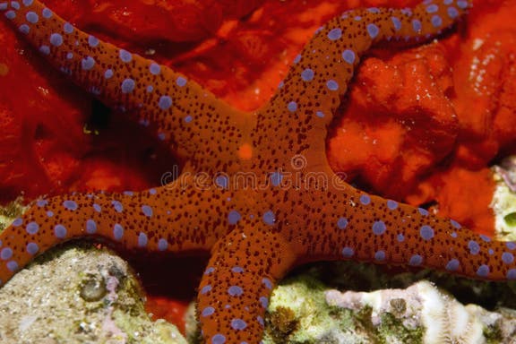 Ghardaqa sea star stock image. Image of hardcoral, tropical - 7495697