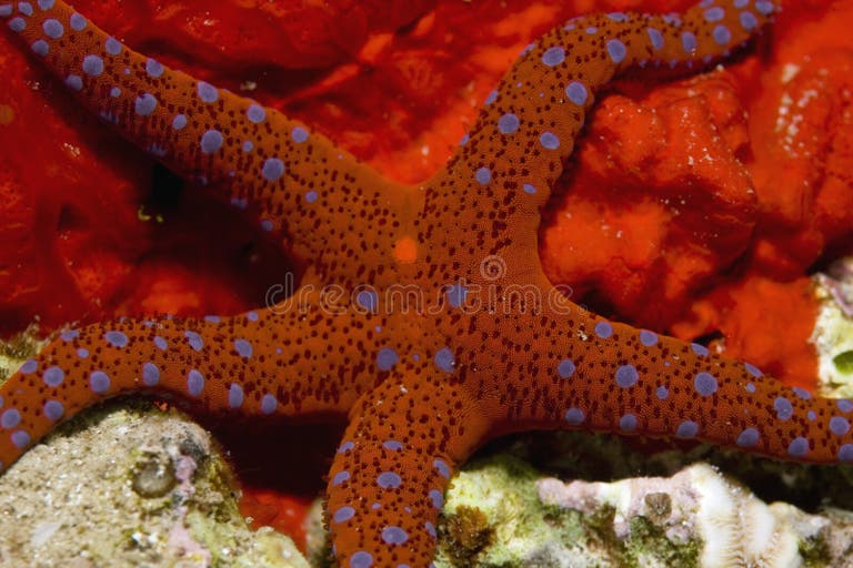 Ghardaqa sea star stock image. Image of hardcoral, tropical - 7495697