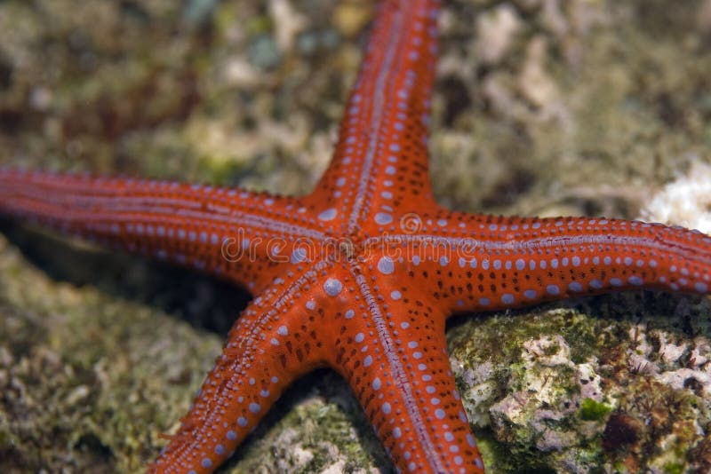 Ghardaqa sea star stock image. Image of hardcoral, tropical - 7495697
