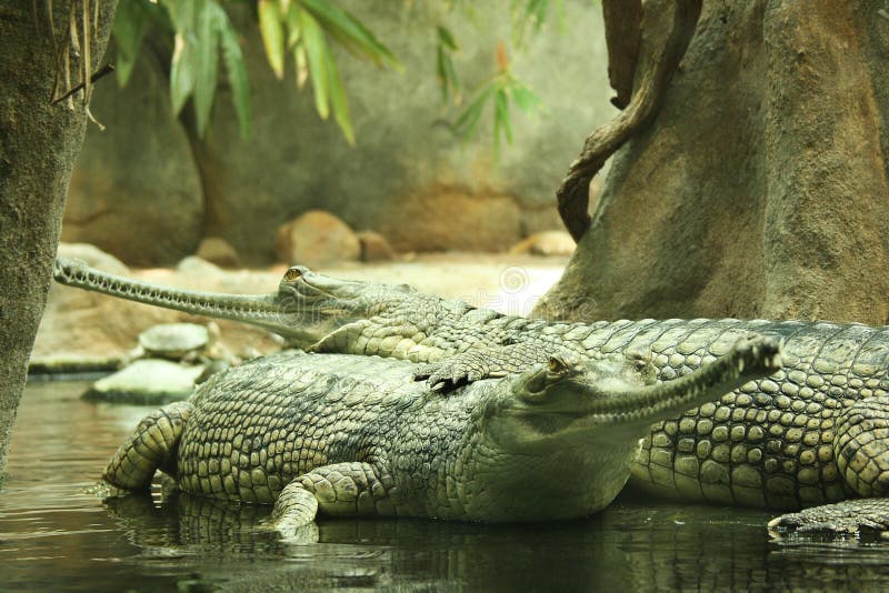 Long Nosed Crocodile Stock Photos - Free & Royalty-Free Stock Photos ...
