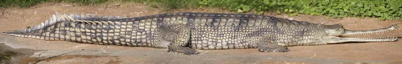 Gharial stock image. Image of teeth, skin, gavial, panorama - 20600555