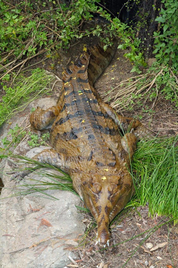 Gharial stock photo. Image of gavial, gator, detail, hiding - 30627346