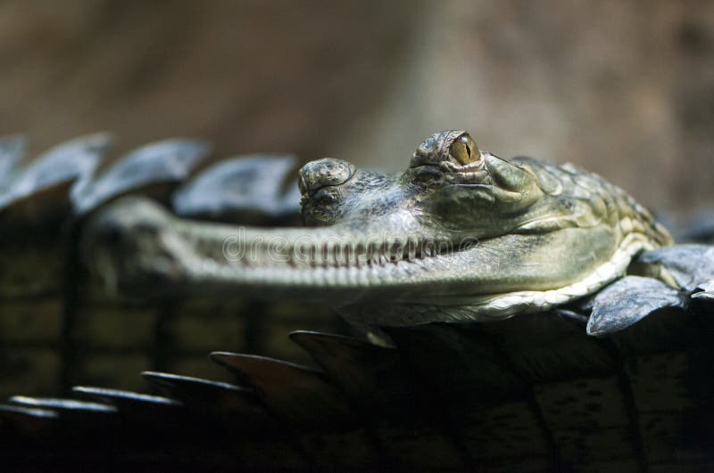Gharial (also Known As the Gavial) Stock Photo - Image of resting ...