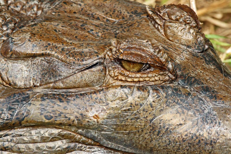 Gharial stock image. Image of gavial, nature, snout, tail - 24680167