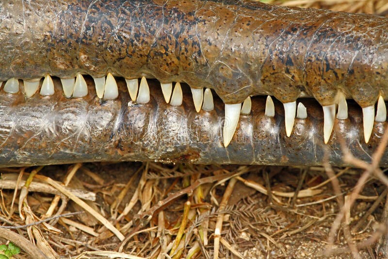 Gharial teeth stock image. Image of fisheating, gavialis - 26205325