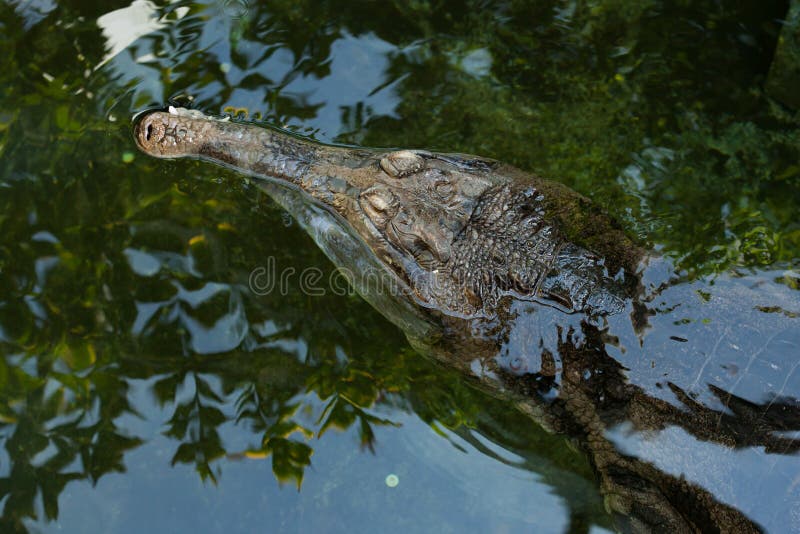 Gavial Falso (schlegelii Del Tomistoma) Imagen de archivo - Imagen de ...