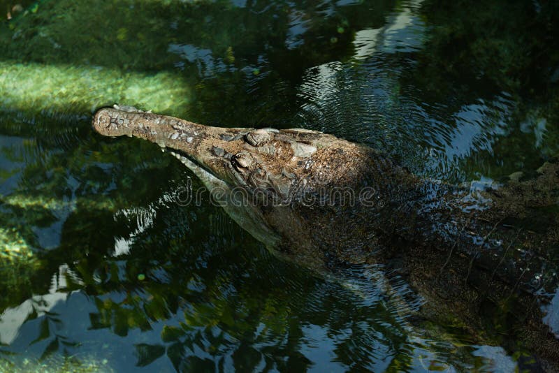 Gavial Falso (schlegelii Del Tomistoma) Imagen de archivo - Imagen de ...