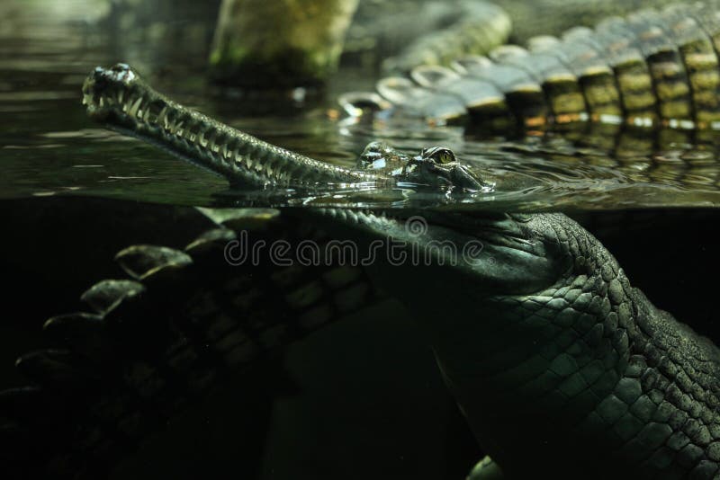 Gharial Gavialis Gangeticus Fotos de stock - Fotos libres de regalías ...