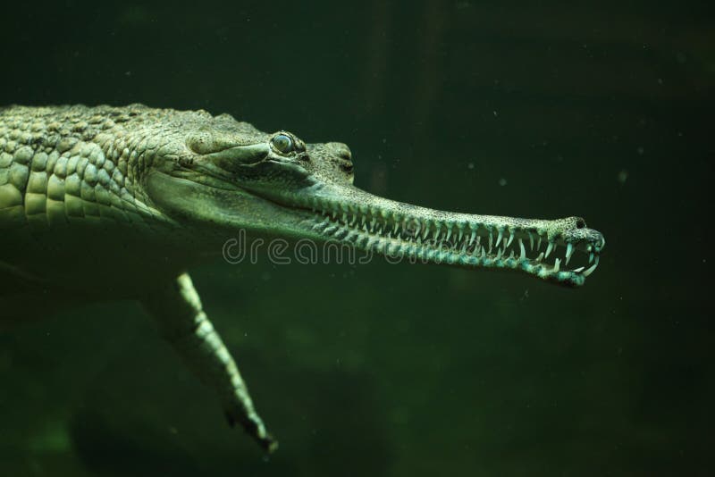 Gharial Gavialis Gangeticus Fotos de stock - Fotos libres de regalías ...