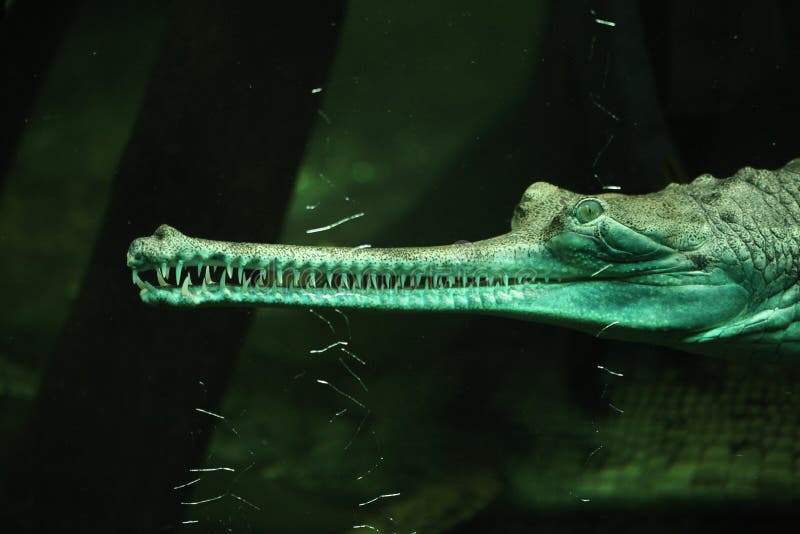 Gharial (Gavialis Gangeticus) Fotografia Stock - Immagine di messo ...