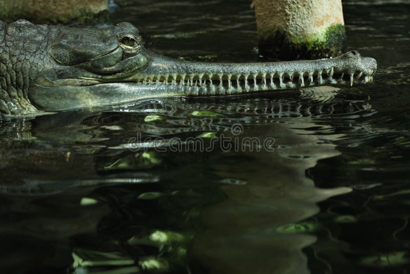 Gharial Gavialis Gangeticus Fotos de stock - Fotos libres de regalías ...