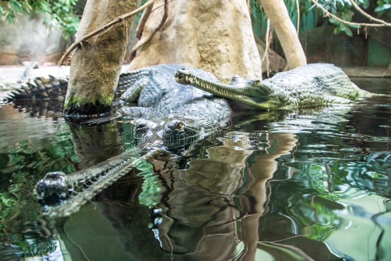 Gharial stock photo. Image of detail, protection, tooth - 41765498